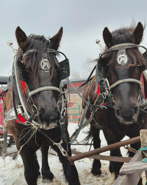 Lester`s Farm Chalet